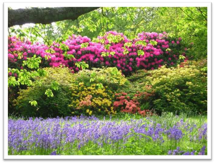 Ambassador Story - Aylett Nurseries - Cultivation Street