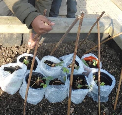 Springhallow School - Cultivation Street
