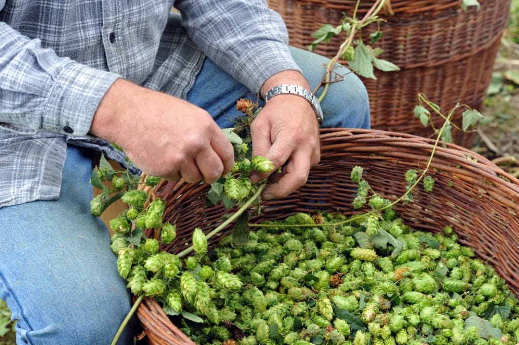 Grow your own beer... well Hops! - Cultivation Street