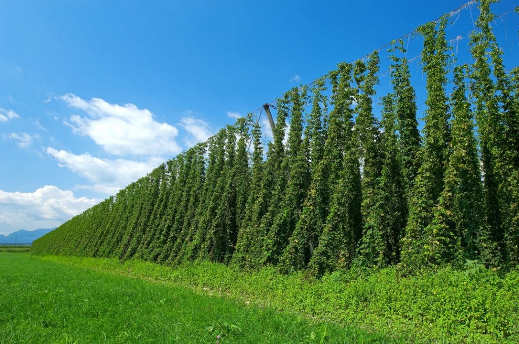 Grow your own beer... well Hops! - Cultivation Street