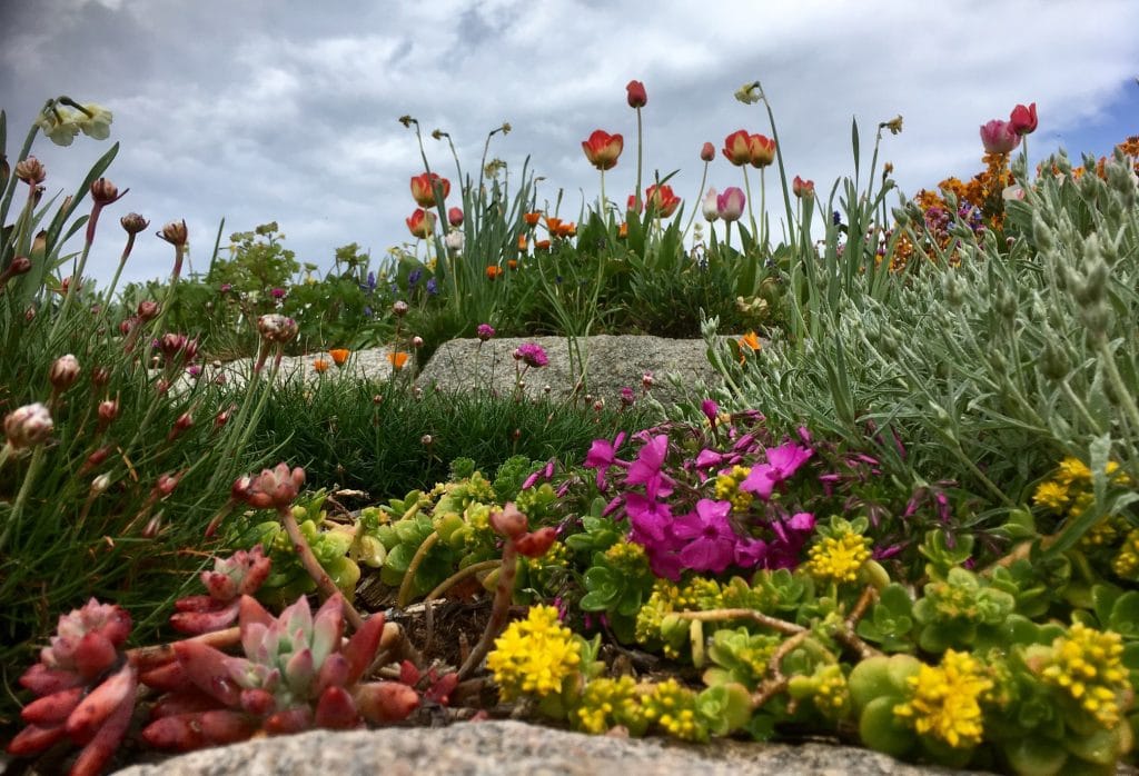Floral colour wheel using succession planting! - Cultivation Street