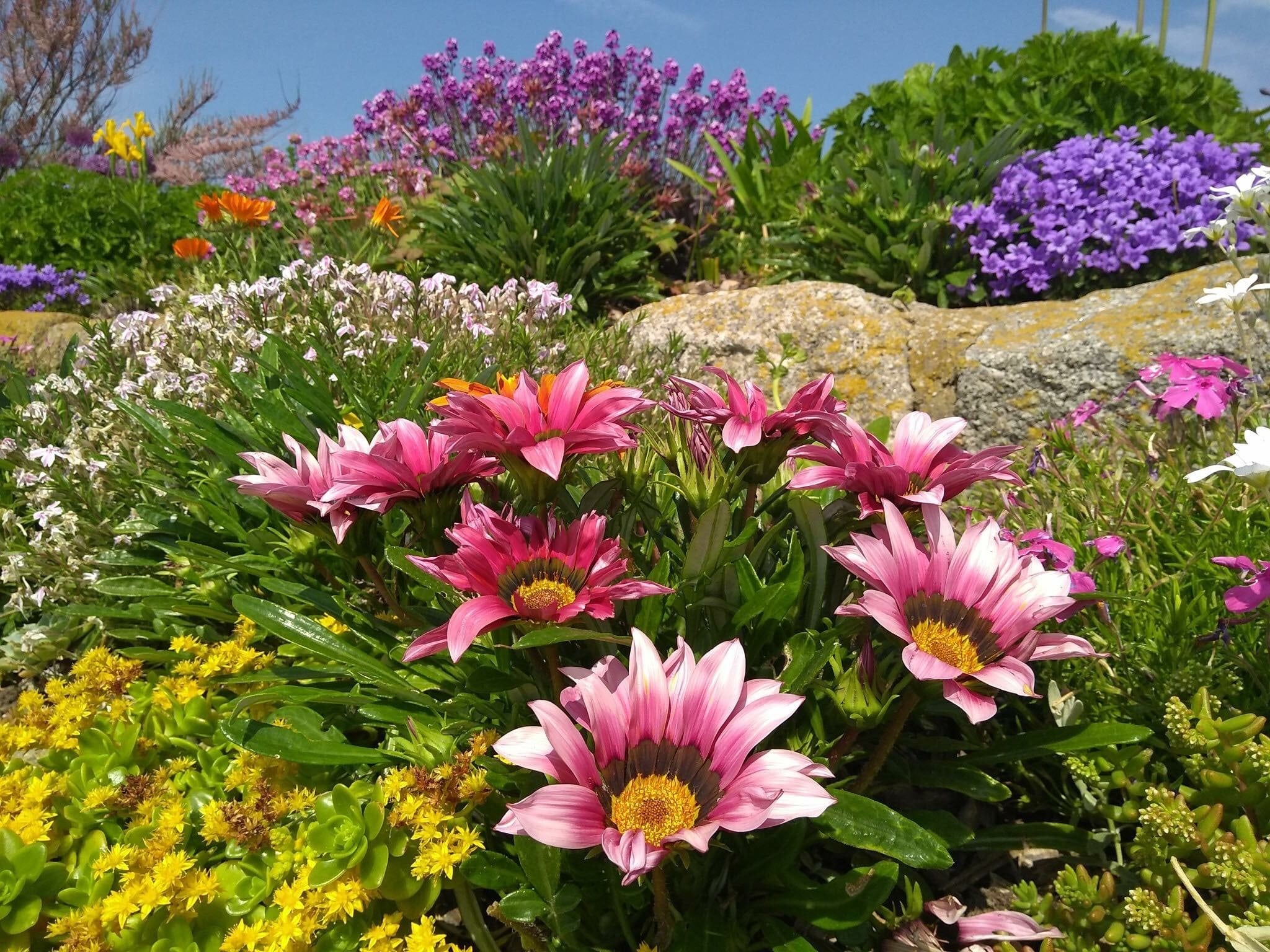 Floral colour wheel using succession planting! - Cultivation Street