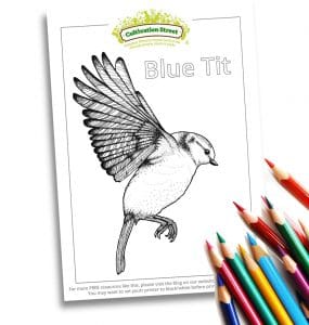 Blue Tit Colouring | Activity Sheet - Cultivation Street