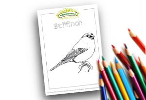 Bullfinch Colouring | Activity Sheet - Cultivation Street