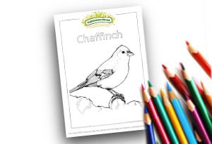 Chaffinch Colouring | Activity Sheet - Cultivation Street