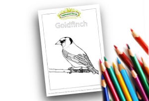 Goldfinch Colouring | Activity Sheet - Cultivation Street