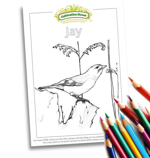 Jay Colouring | Activity Sheet - Cultivation Street