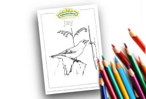 Jay Colouring | Activity Sheet - Cultivation Street