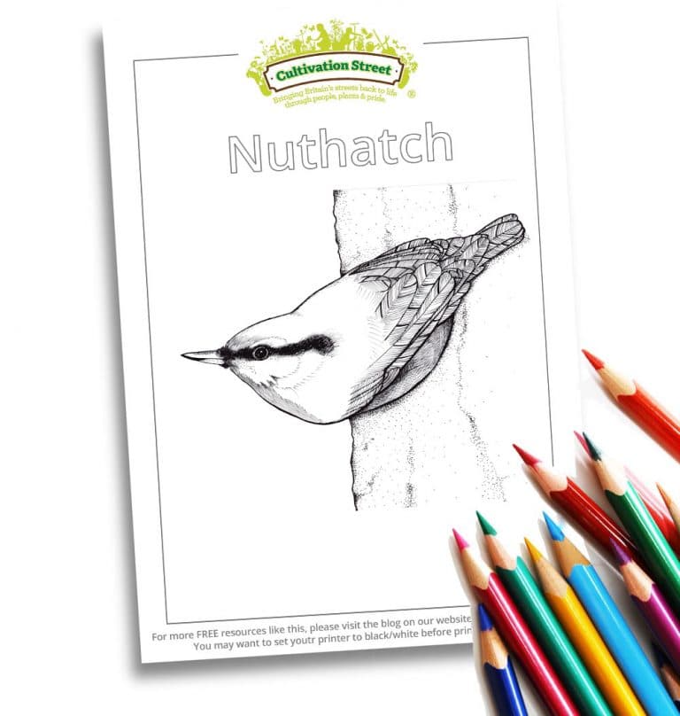 Nuthatch Colouring | Activity Sheet - Cultivation Street
