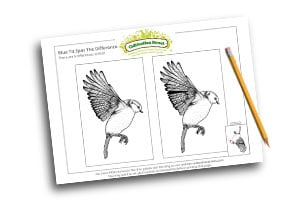 Blue Tit Spot The Difference | Activity Sheet - Cultivation Street