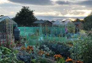 Community garden - Top tips on how to get started - Cultivation Street
