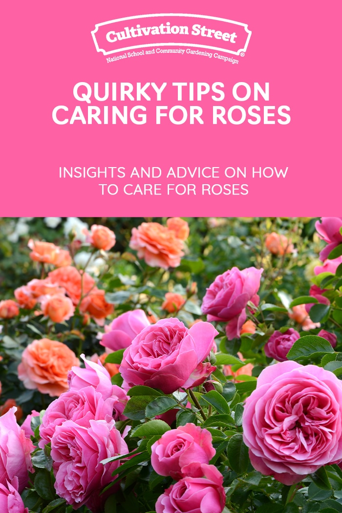 Quirky Tips on Caring for Roses - Cultivation Street