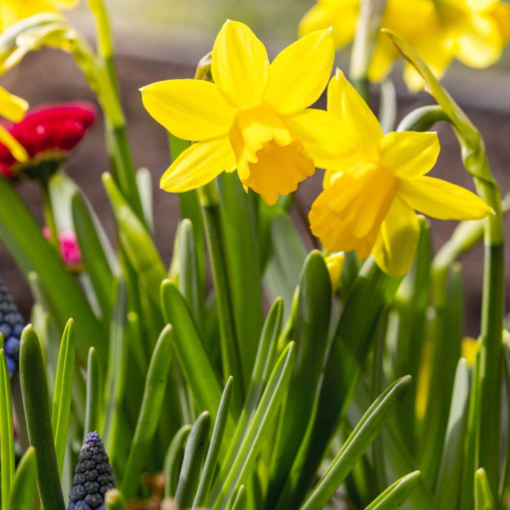 5 bulbs to plant now for striking spring colour - Cultivation Street