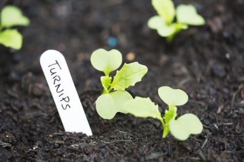 How to make Plant Labels - Cultivation Street