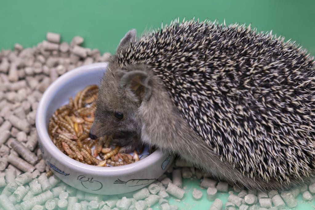 Fun ways to make your garden Hedgehog Friendly - Cultivation Street