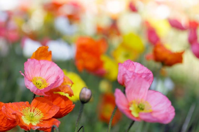 4 Things you didn't know about Poppies - Cultivation Street