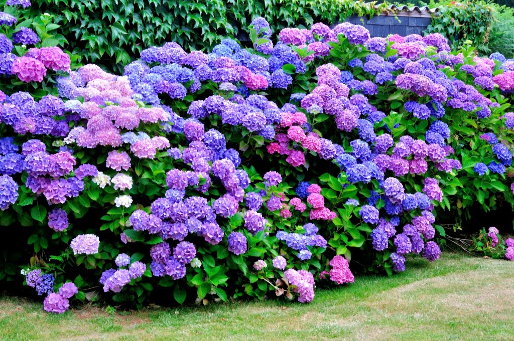 Show stopper blooms for your garden - Cultivation Street