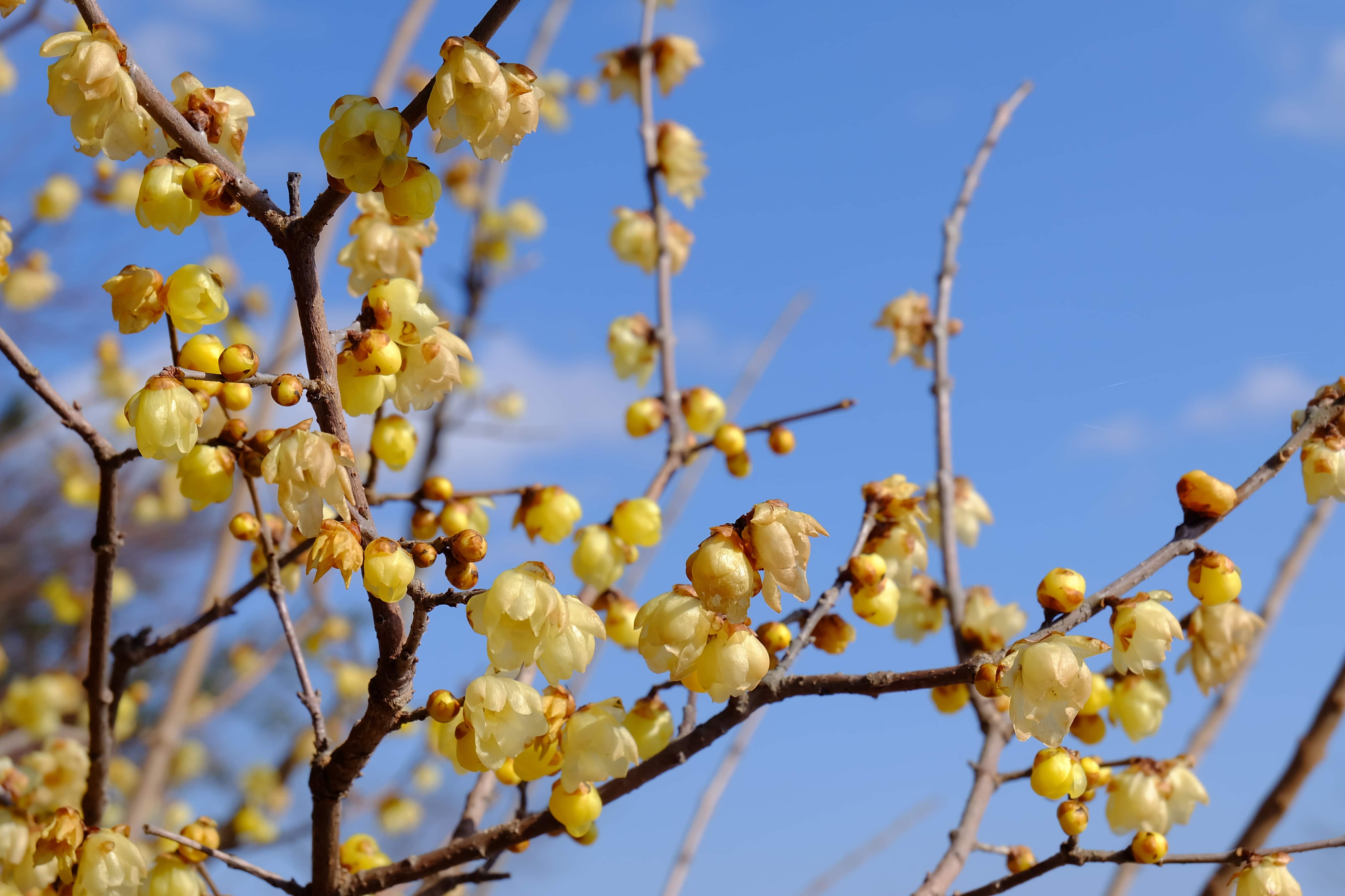 Plant of the Week - Wintersweet - Cultivation Street