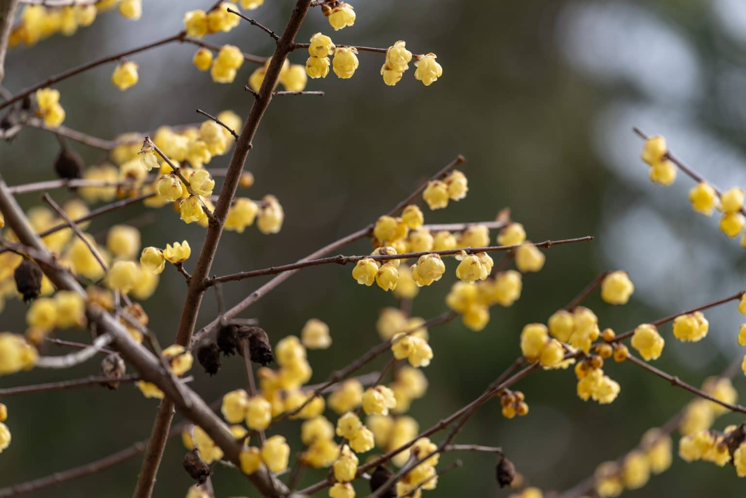 Wintersweet: Plant of the Week - Cultivation Street