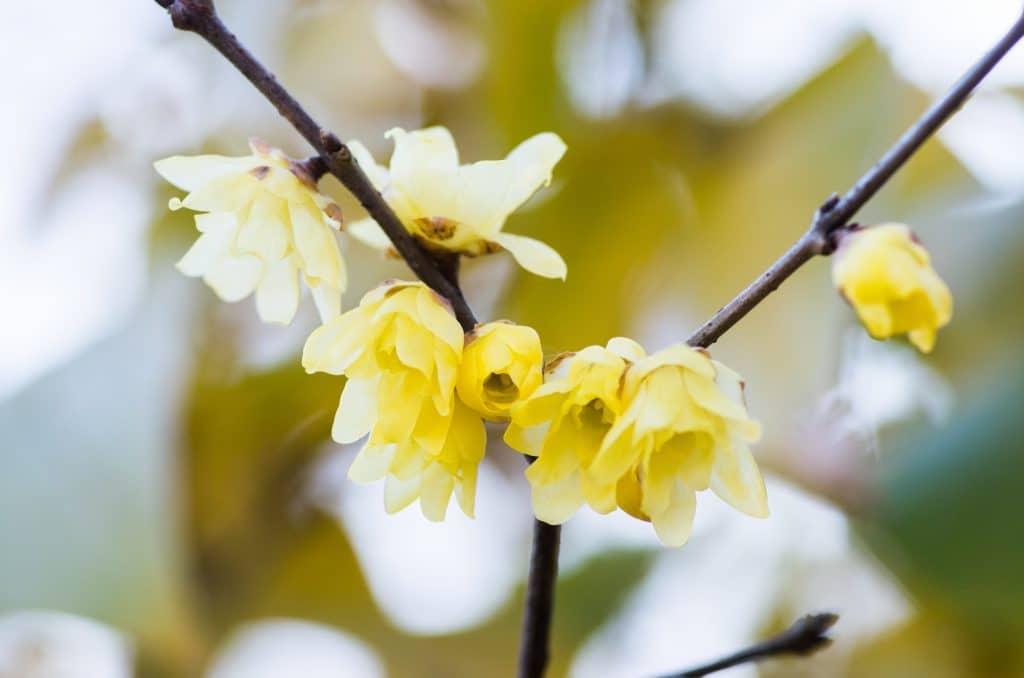 Wintersweet: Plant of the Week - Cultivation Street