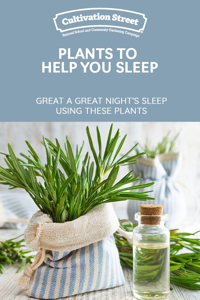 Sleep: Plants that can help you - Cultivation Street