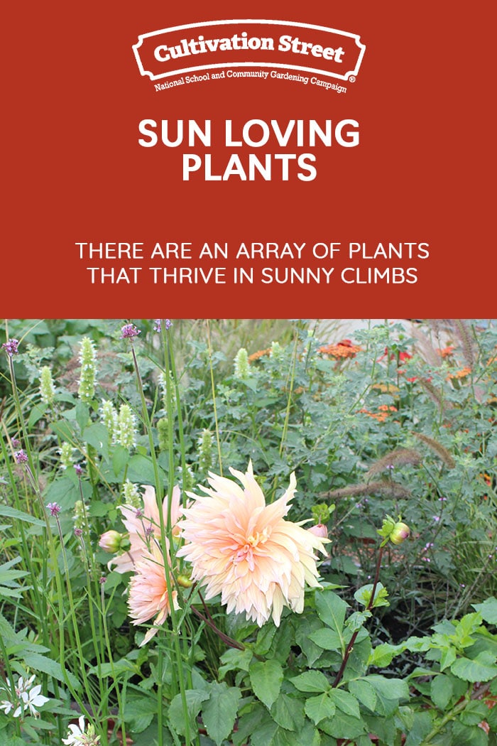 6 Sun loving Plants - Cultivation Street