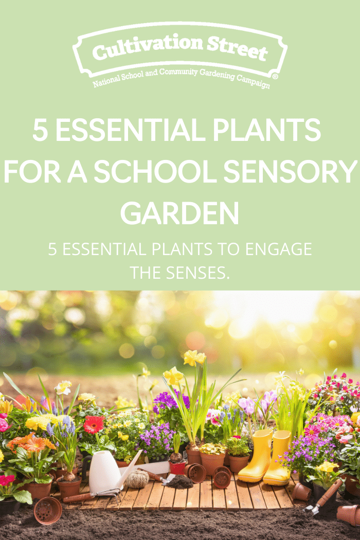 5 Essential Plants for a School Sensory Garden - Cultivation Street