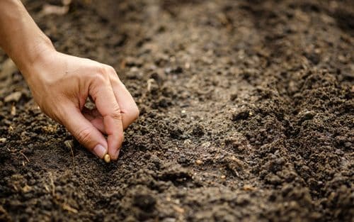 How to grow swede UK - Cultivation Street