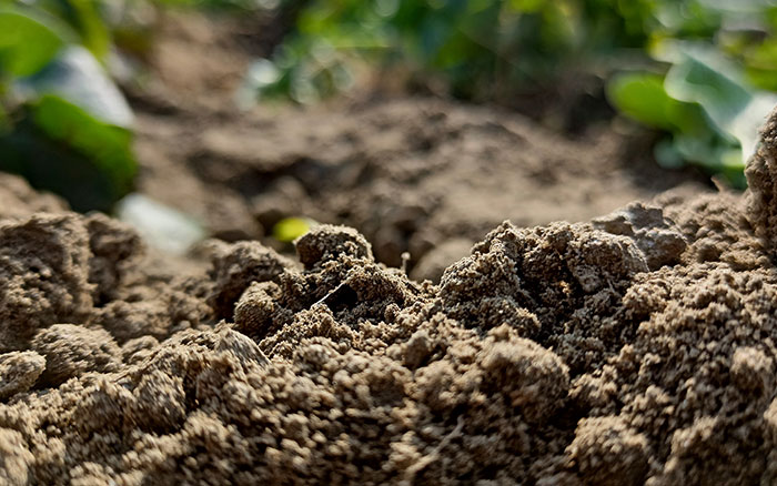 How to grow potatoes UK - Cultivation Street