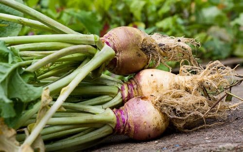 How to grow swede UK - Cultivation Street