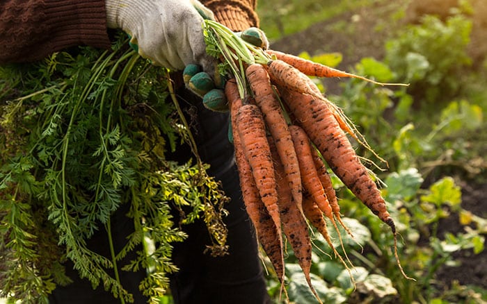 How to sow and grow carrots UK - Cultivation Street