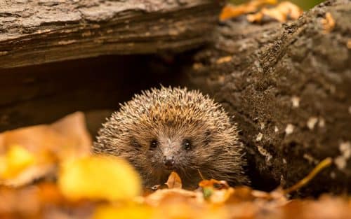 How to protect hedgehogs in winter - Cultivation Street