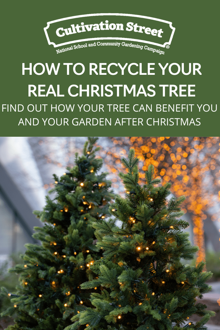How to recycle your Christmas tree to help your garden - Cultivation Street