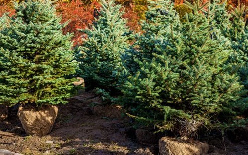 How to recycle your Christmas tree to help your garden - Cultivation Street