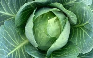 Crops to grow year-round - Cultivation Street