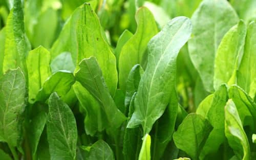 Crops to grow year-round - Cultivation Street