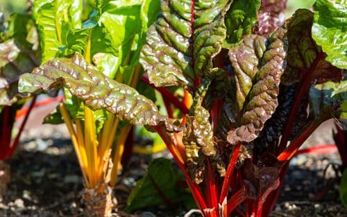 Crops to grow year-round - Cultivation Street