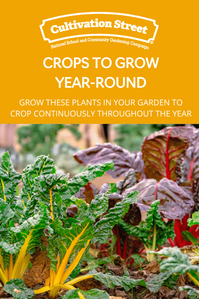 Crops to grow year-round - Cultivation Street