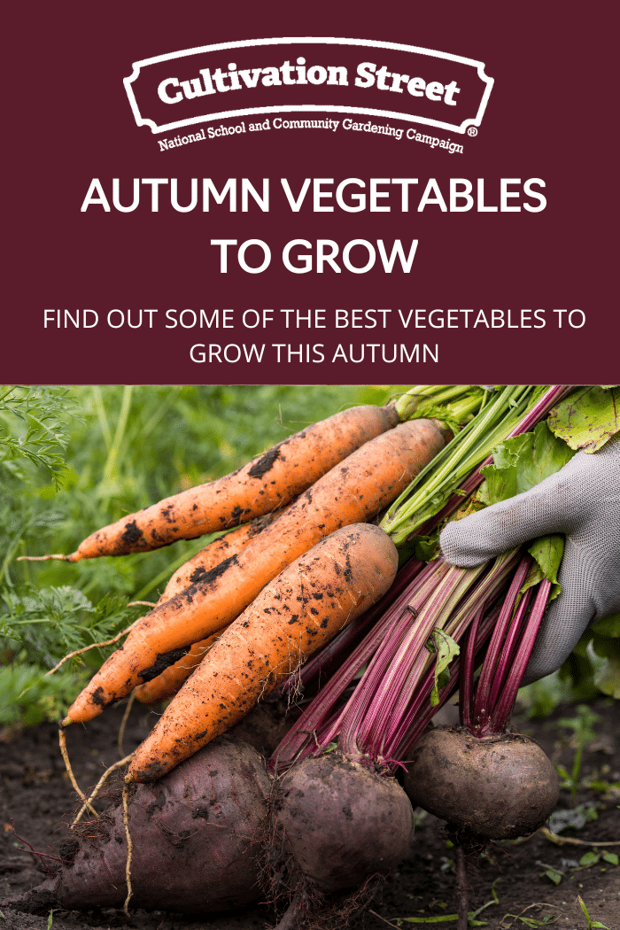 Autumn vegetables to grow - Cultivation Street